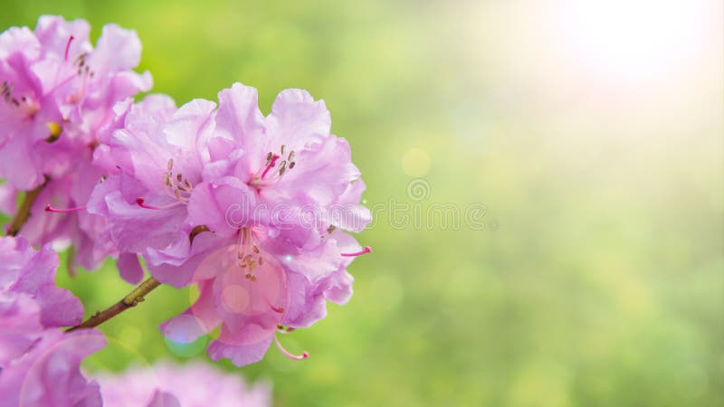 Art Abstract Spring Floral Background for Design Stock Photo - Image of ...
