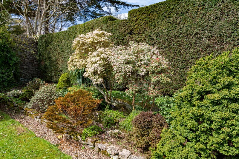 Spring Border in English Garden Stock Photo - Image of hedge, idyllic ...