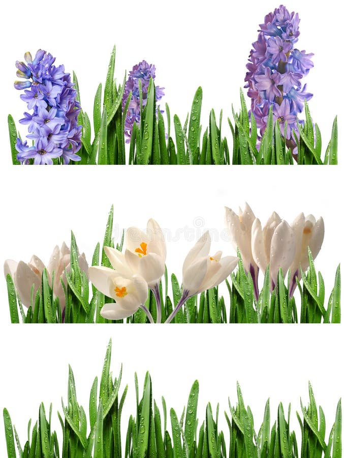 Spring borders stock image. Image of beauty, hyacinth - 17940361