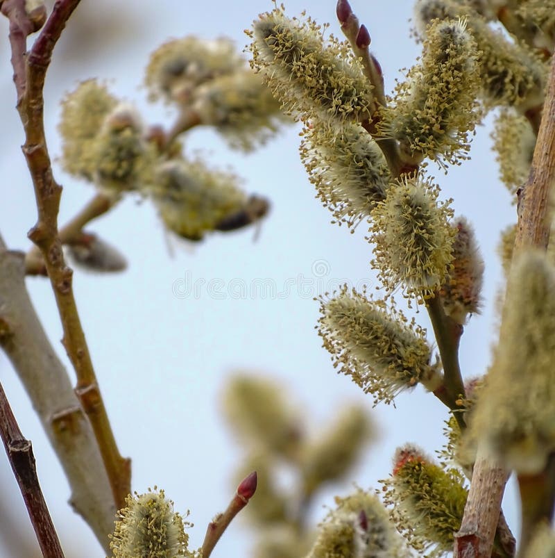 Spring is Born Again. March Day Stock Photo - Image of freshness ...