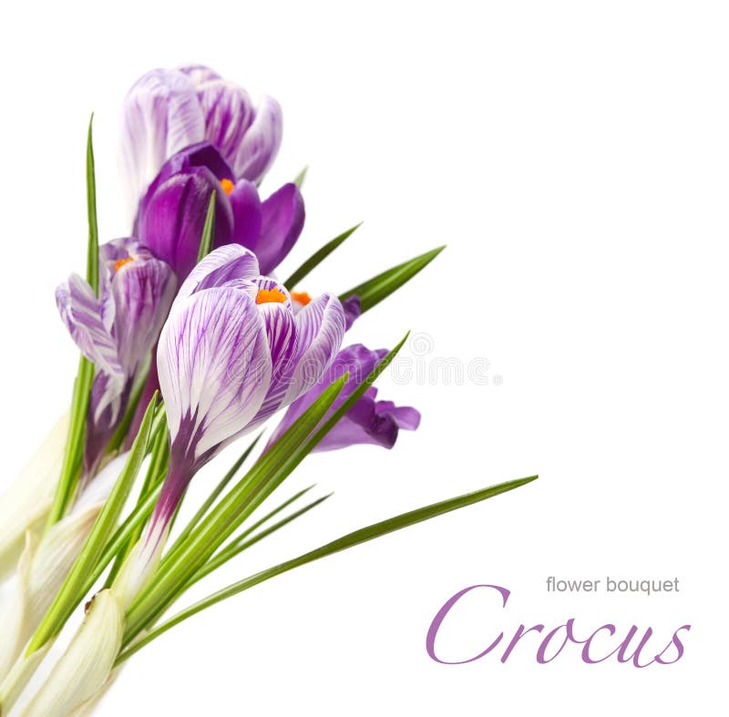 Spring bouquet of crocus stock image. Image of bouquet - 18631175