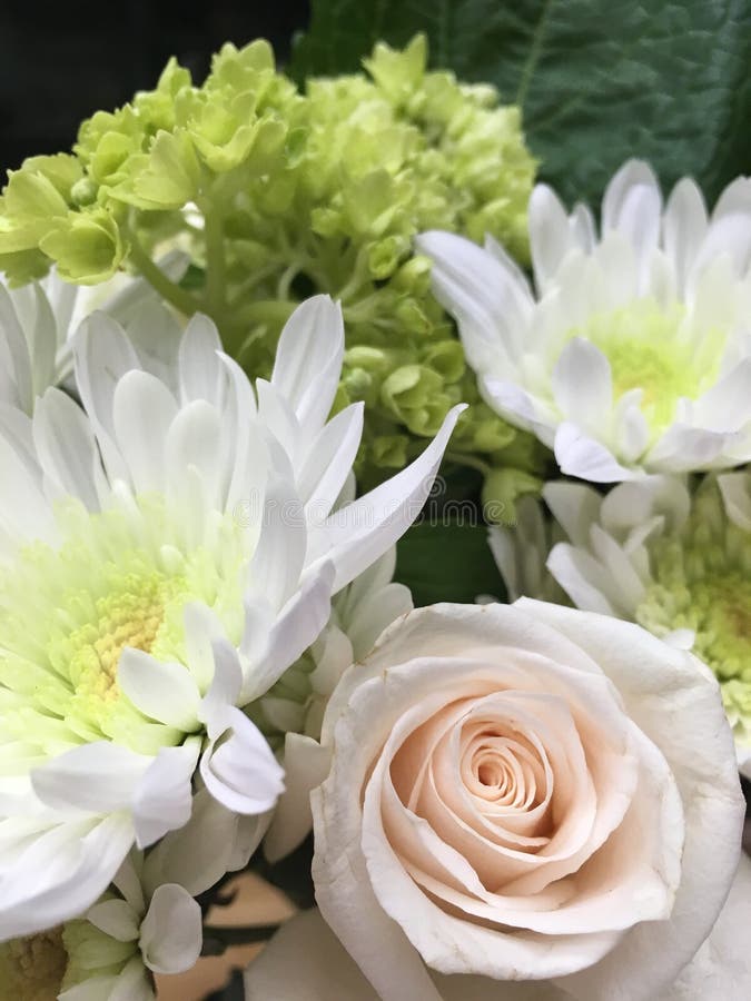 Spring Roses& Mums stock photo. Image of pretty - 112444304