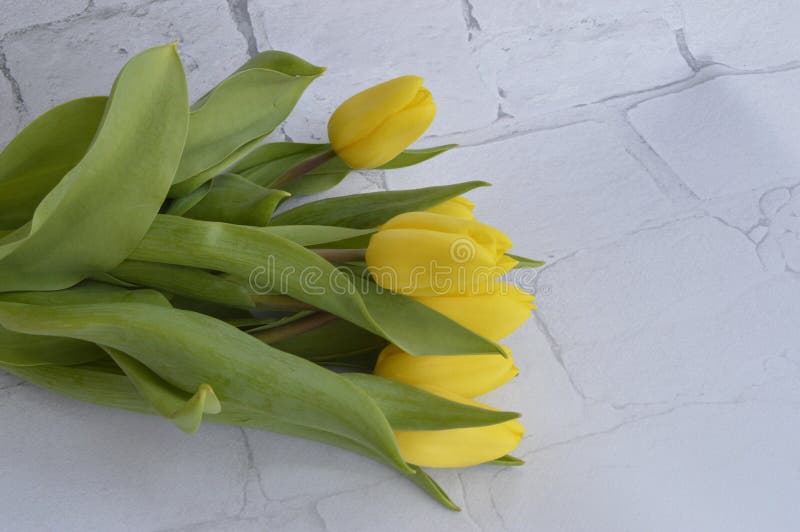 Fresh Yellow Tulips on Grey Background Stock Photo - Image of tulip ...