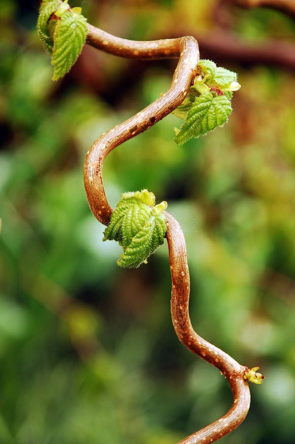 Spring branch stock photo. Image of curly, green, branch - 14017330
