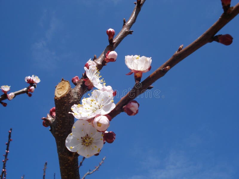 Spring branch stock image. Image of beauty, colorful, flora - 4745715