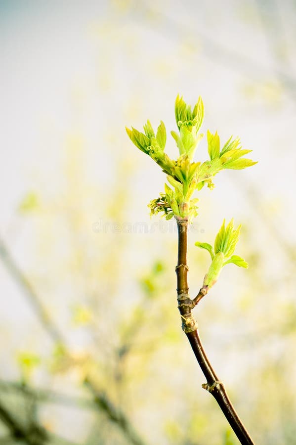New Leaf stock image. Image of head, yellowish, spring, leaf - 53141