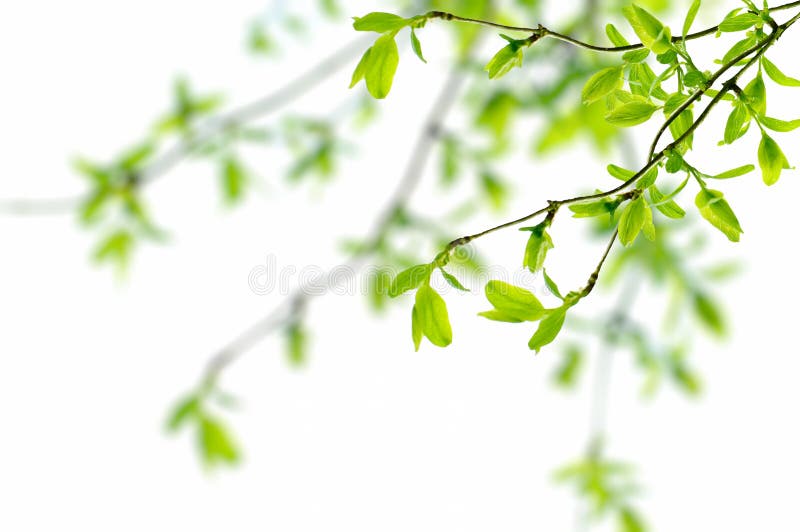 Spring branch stock image. Image of tree, lush, foliage - 7826951