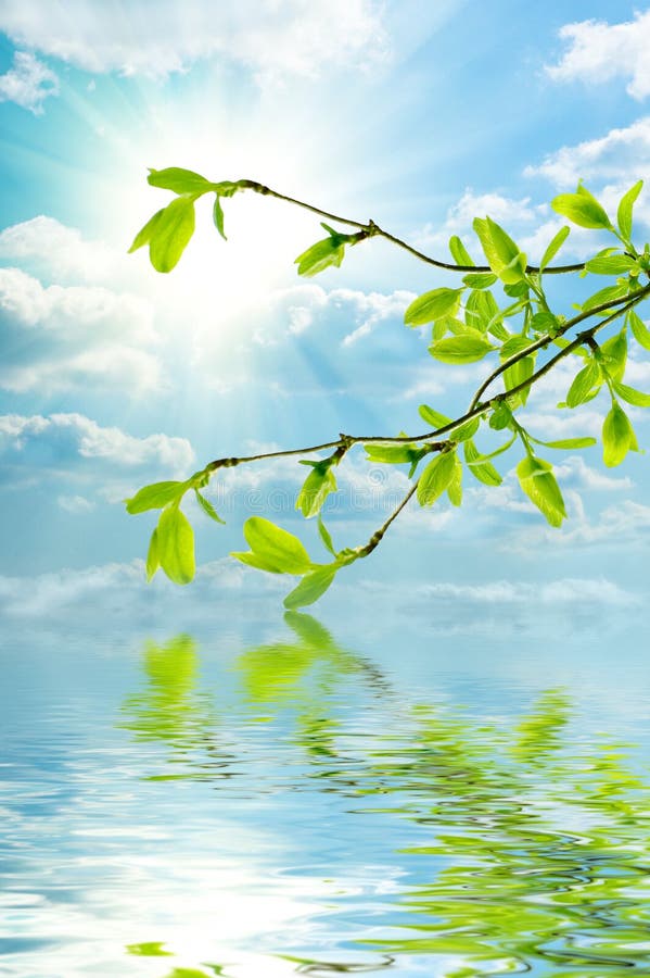 Spring branch stock image. Image of tree, lush, foliage - 7826951