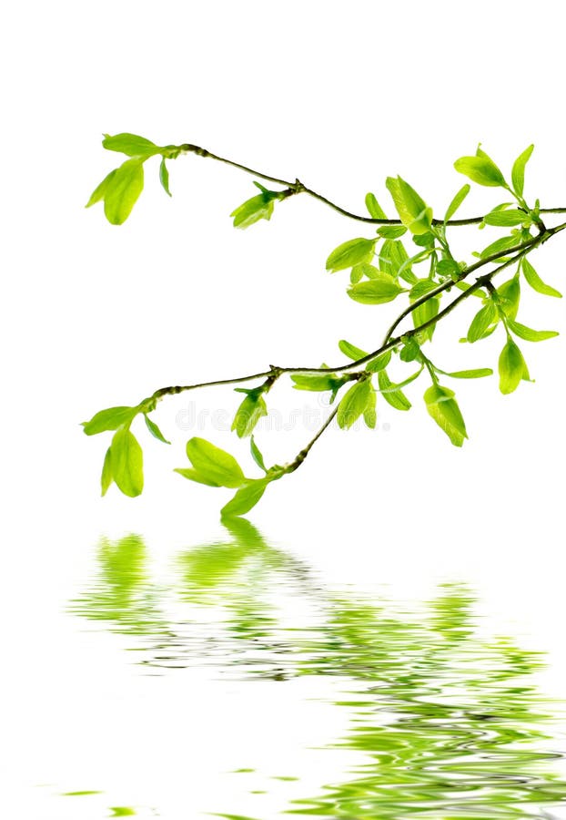 Spring branch stock image. Image of plant, design, conservation - 8282985
