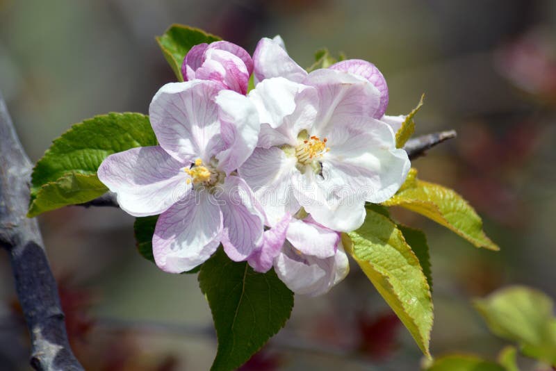 Spring Branch Apple Blossoms Stock Photo - Image of fiore, branch ...