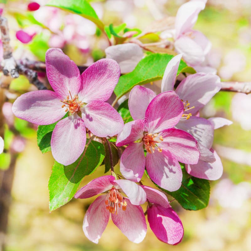 In the Spring, a Branch of an Apple Tree Blossomed. Blooming Apple Tree ...