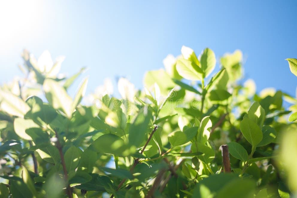 Spring branch background stock image. Image of flower - 90895269