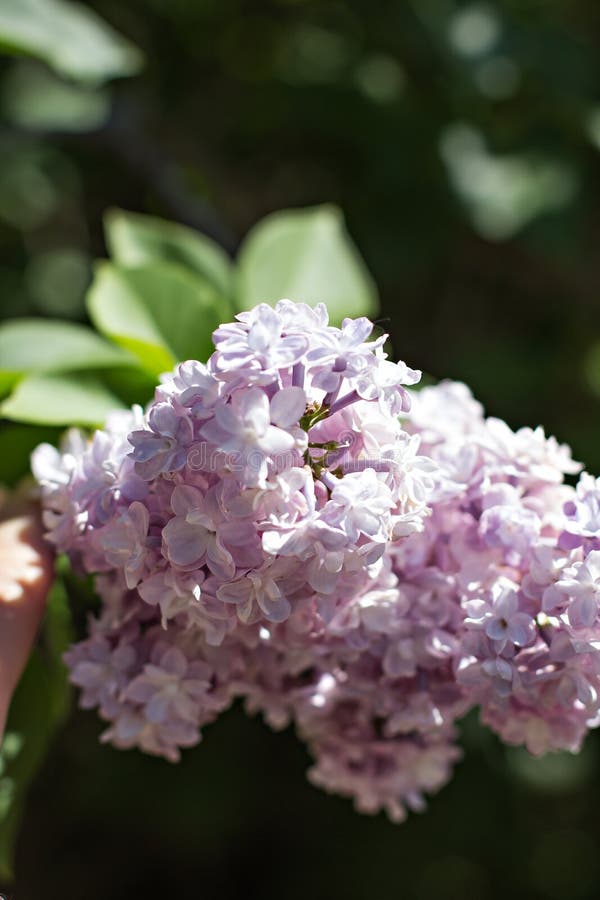 Spring Branch of Blossoming Lilac Stock Photo - Image of pink, summer ...