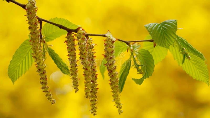 Spring branch with catkins stock photo. Image of close - 300228970
