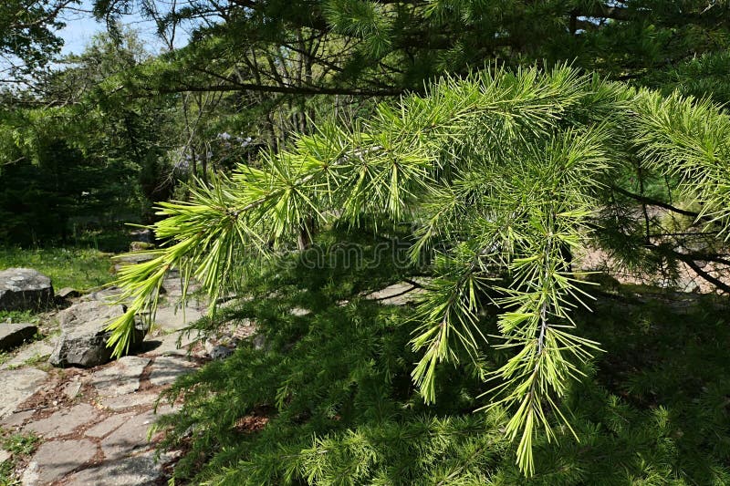 Spring Branch of Coniferous Tree Deodar Cedar, Also Called Himalayan ...