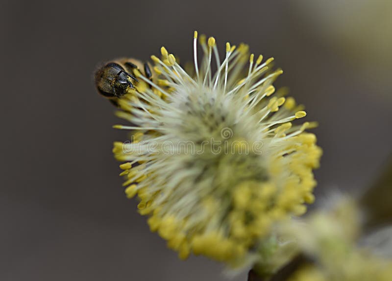 Spring Branch of Flowering Willow Willow with Bees Stock Image - Image ...