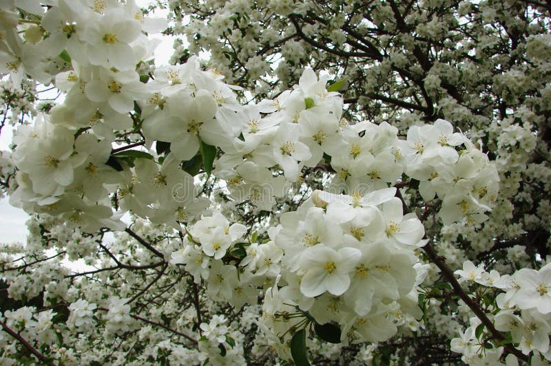 Spring branch with flowers stock photo. Image of light - 39776766