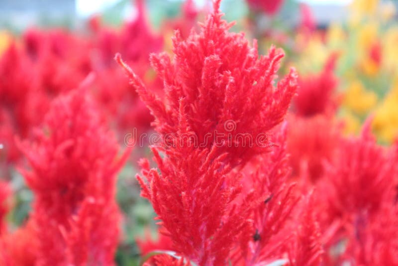 Spring Branch Flowers Natural Background Beautiful Natural Landscape ...