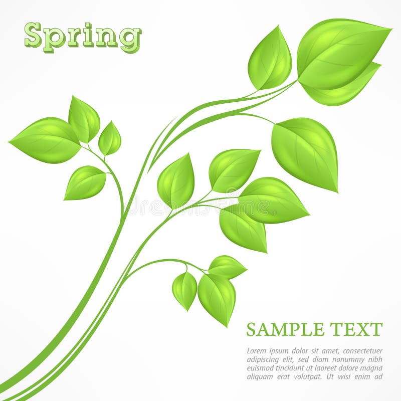 Spring Branch with Fresh Leaves on Green Stock Vector - Illustration of ...
