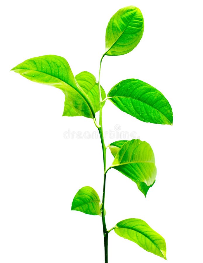 Spring branch isolated stock photo. Image of biology, leaf - 8579496