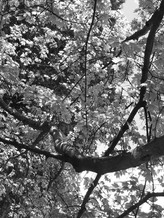 Spring Branch with Leafs in the Garden Stock Image - Image of garden ...