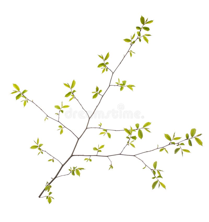 Spring Branch with Leaves on White Background Stock Photo - Image of ...