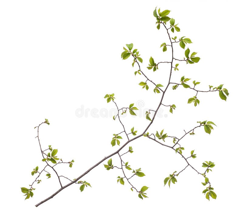 Spring Branch with Leaves on White Background Stock Photo - Image of ...