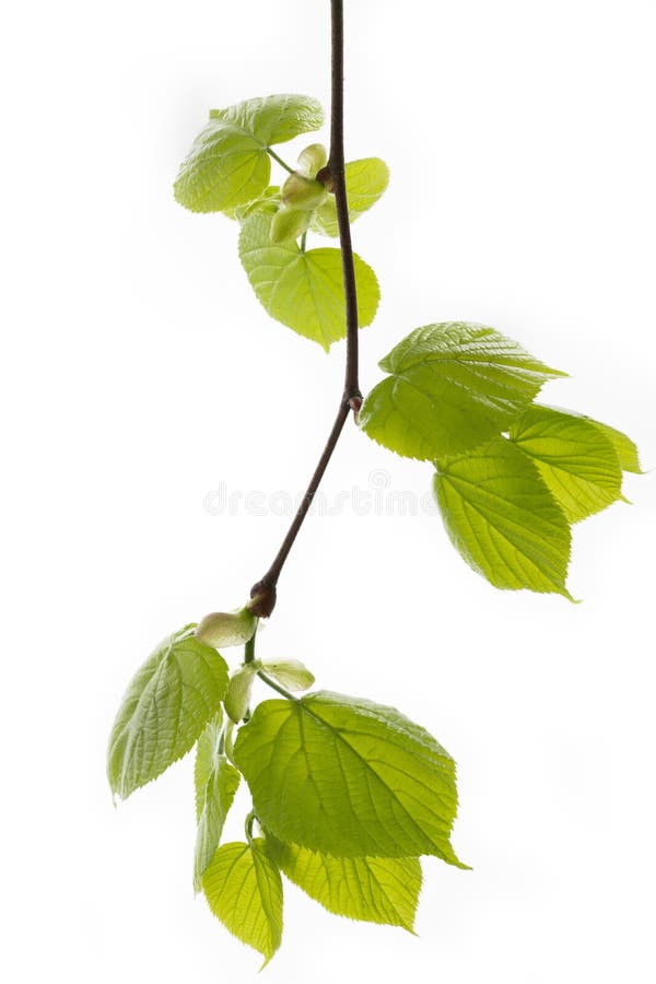 Spring Branch of a Lime Tree Stock Image - Image of lime, single: 30650309