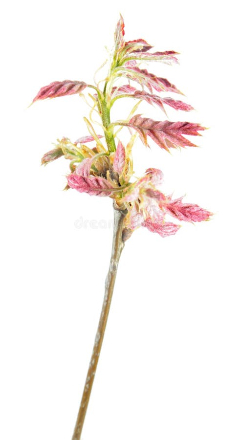 Spring Branch of Oak with Young Reddish Leaves Isolated on White ...