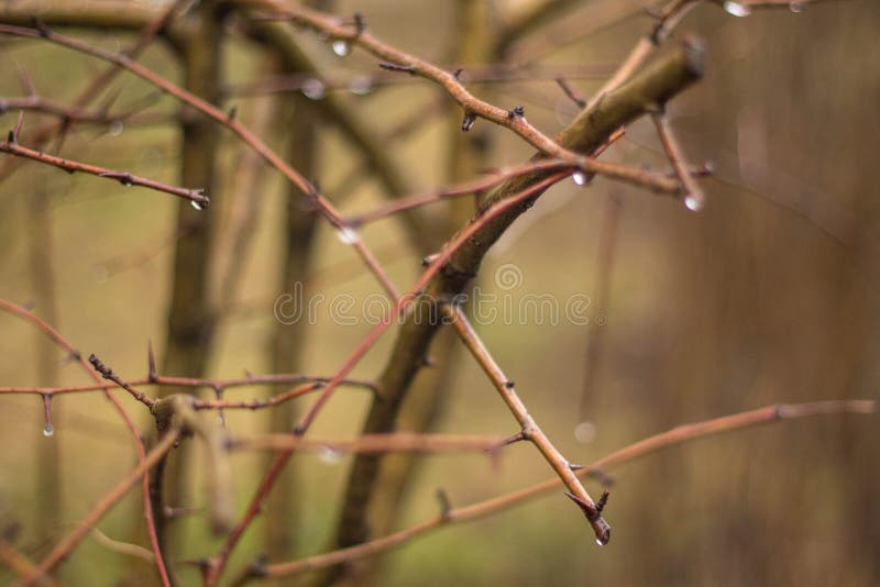 Spring Branch with Rain Drops Stock Photo - Image of beauty, cold ...