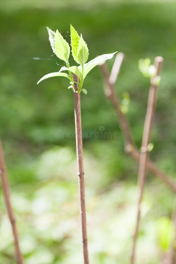 Spring Branch of Sapling Tree Stock Image - Image of seasonal, open ...