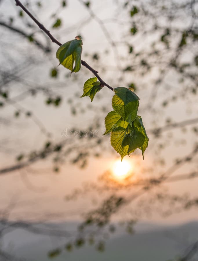 The Spring Branch in Sunlight, at Sunset Stock Photo - Image of ...