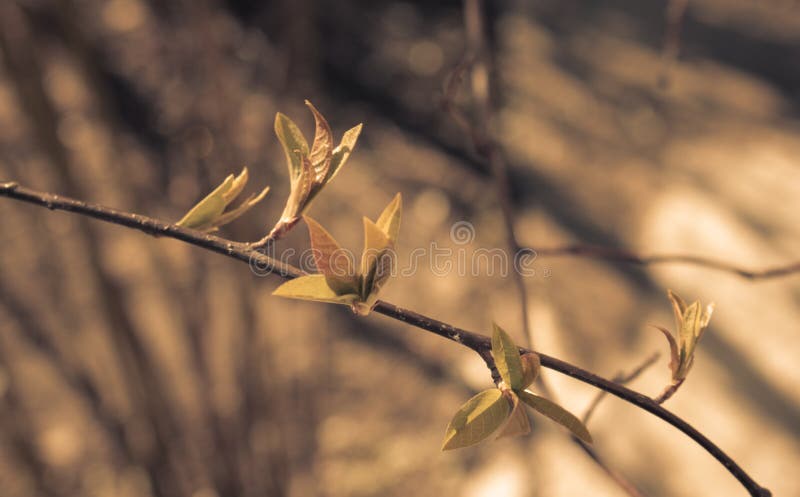 Spring Branch with Swollen Buds. the First Small Leaves Stock Photo ...