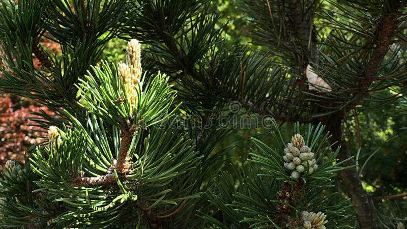 Spring Branch Tip of Coniferous Tree Bog Pine, Also Called Creeping ...