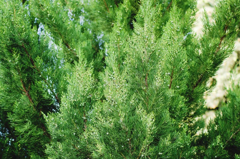 Spring Branch Tip of Red Cedar Tree, Also Called Eastern Redcedar ...