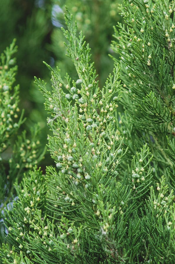 Spring Branch Tip of Red Cedar Tree, Also Called Eastern Redcedar ...