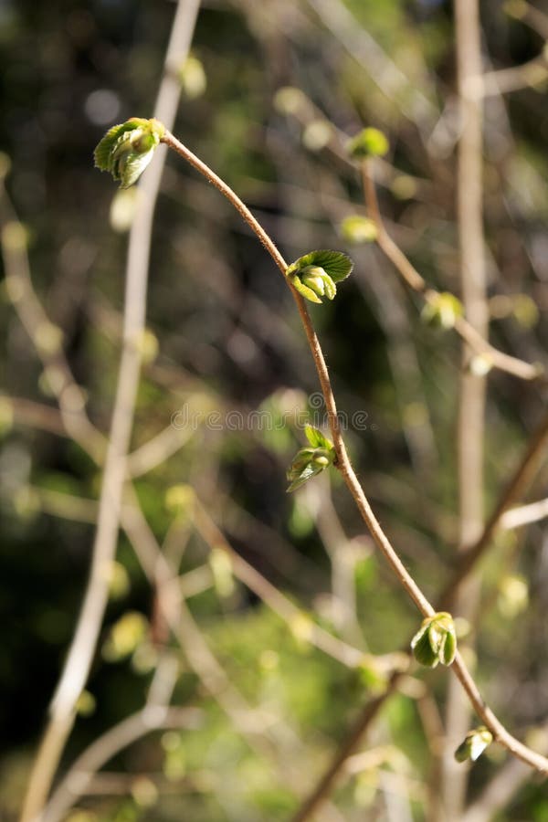 Spring branch stock image. Image of bright, blooming - 92350095