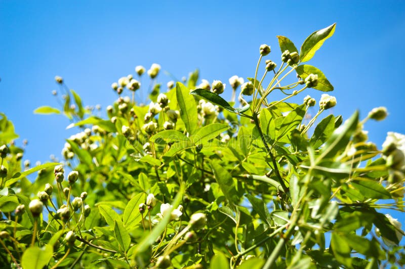 Spring Branch White Flower Blossom, and Clear Blue Sky, Spring Came ...