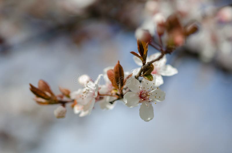 Spring Branch with White Flowers Stock Photo - Image of color, branch ...