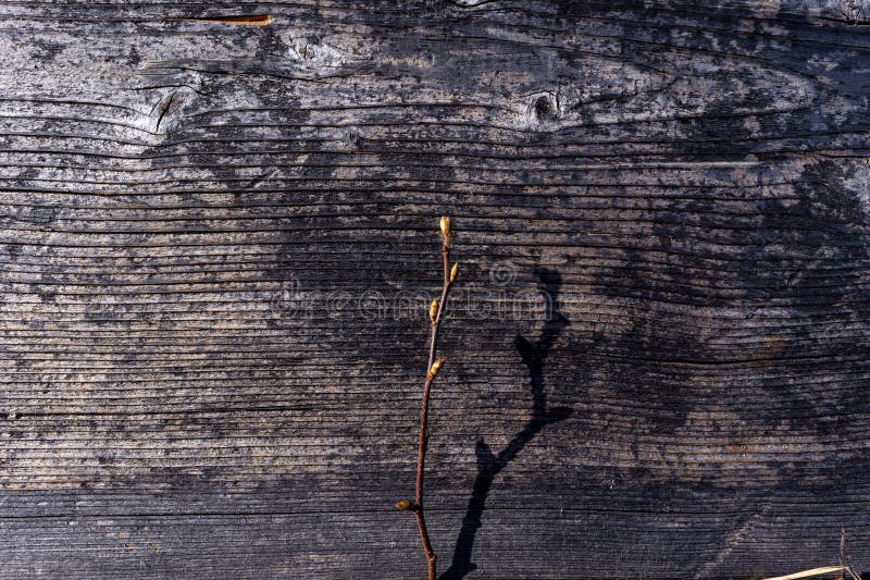 Spring Branch: Wood Texture and New Growth Stock Photo - Image of ...