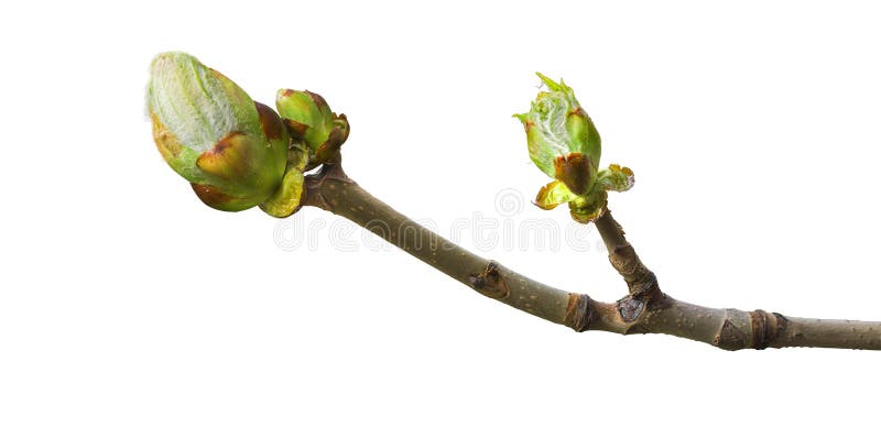 Spring branch stock image. Image of botanical, bough - 95585923