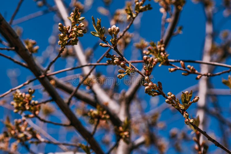 Spring Branch, Young Leaves and Kidneys Stock Image - Image of garden ...