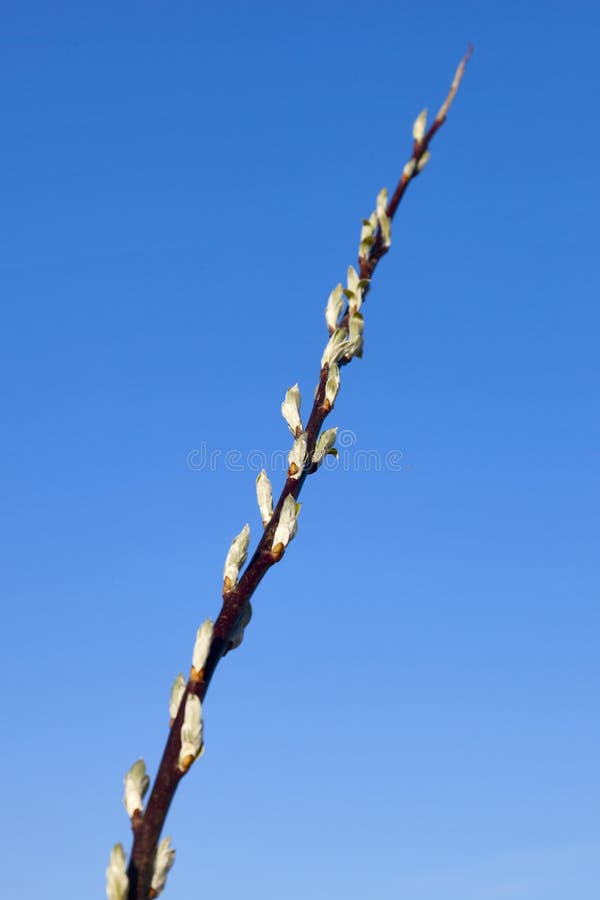 Spring branches stock photo. Image of urban, branch, scene - 18366564