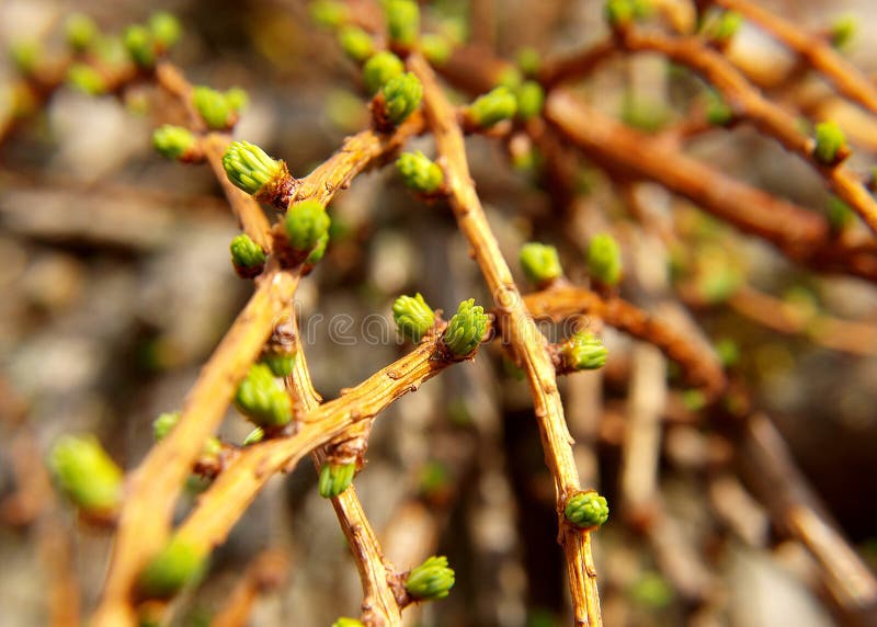Spring branches stock photo. Image of growth, feeling - 19821526