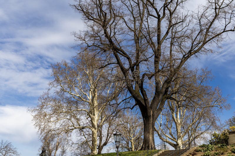 Spring Branches of an Ancient Maple. Spring Landscape Stock Photo ...