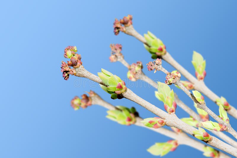 Spring Branches with Blooming Green Buds Stock Photo - Image of bundle ...