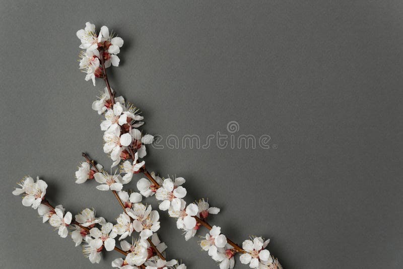 Spring Branches in Blossom on Gray Background. White Flowers. Backdrop ...