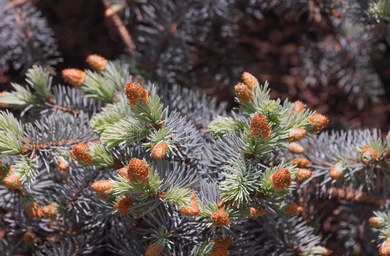 Spring Branches of Blue Spruce Tree Stock Photo - Image of spring ...