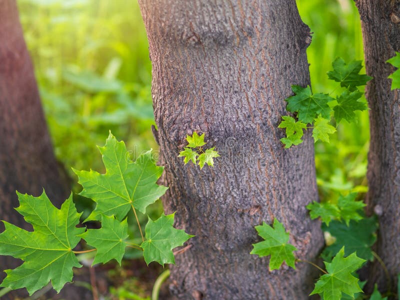 Spring Branches of Maple Tree with Fresh Green Leaves Stock Photo ...