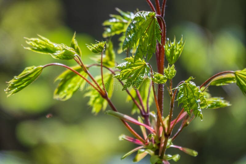 Spring Branches of Maple Tree with Fresh Green Leaves Stock Photo ...